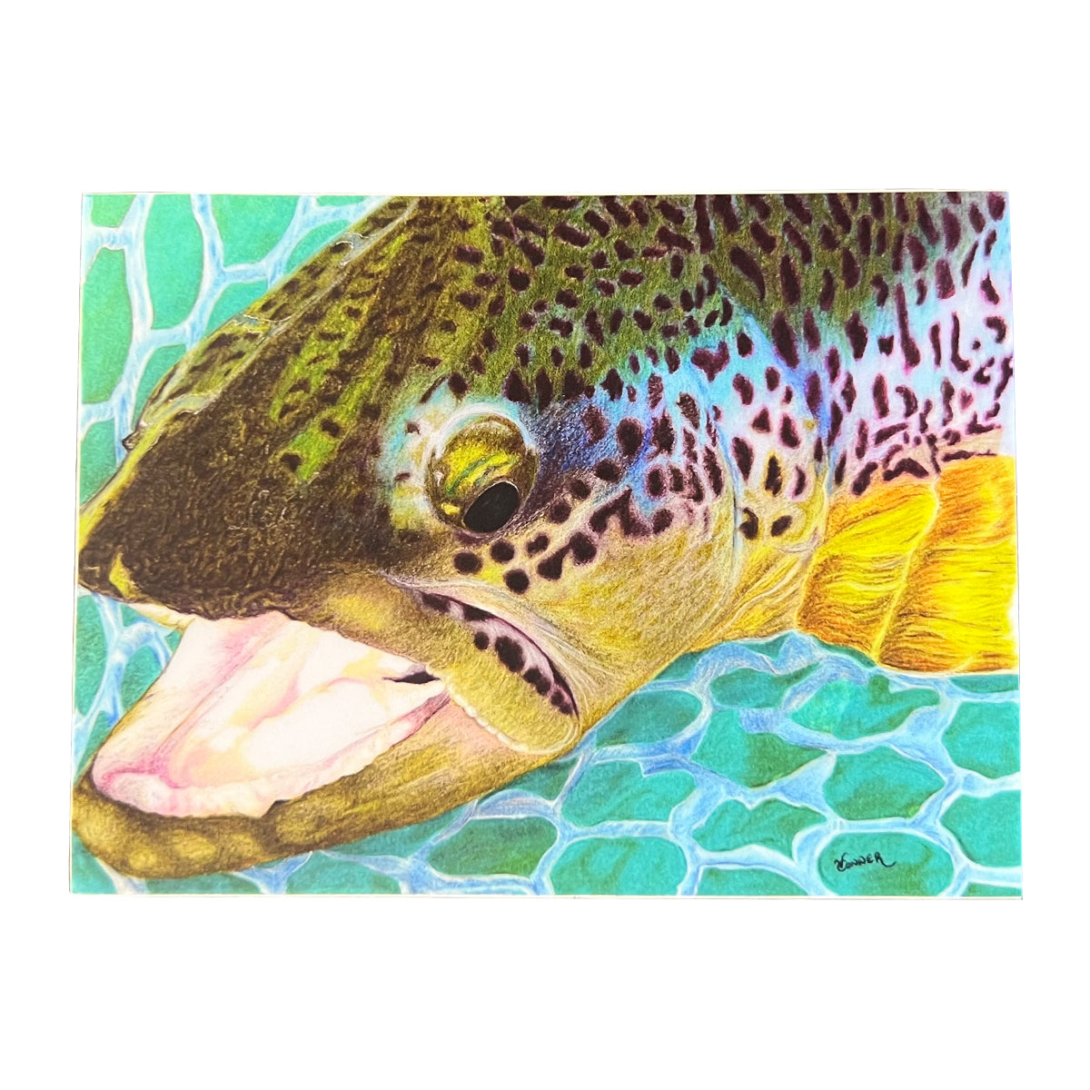 Conner Art Studio Brown Trout Sticker – Madison River Fishing Company