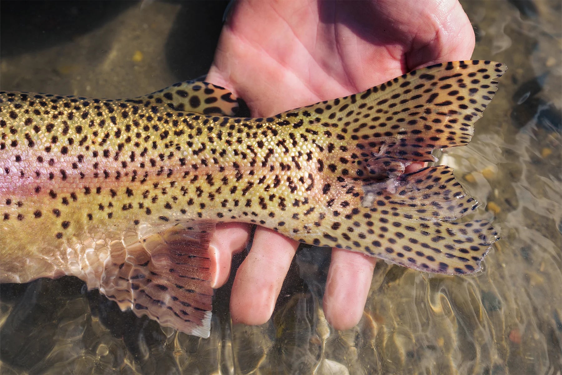 So Close I Can Almost Taste It – Madison River Fishing Company