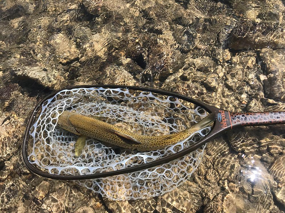 MADISON MOTHER'S DAY CADDIS HATCHES – Madison River Fishing Company