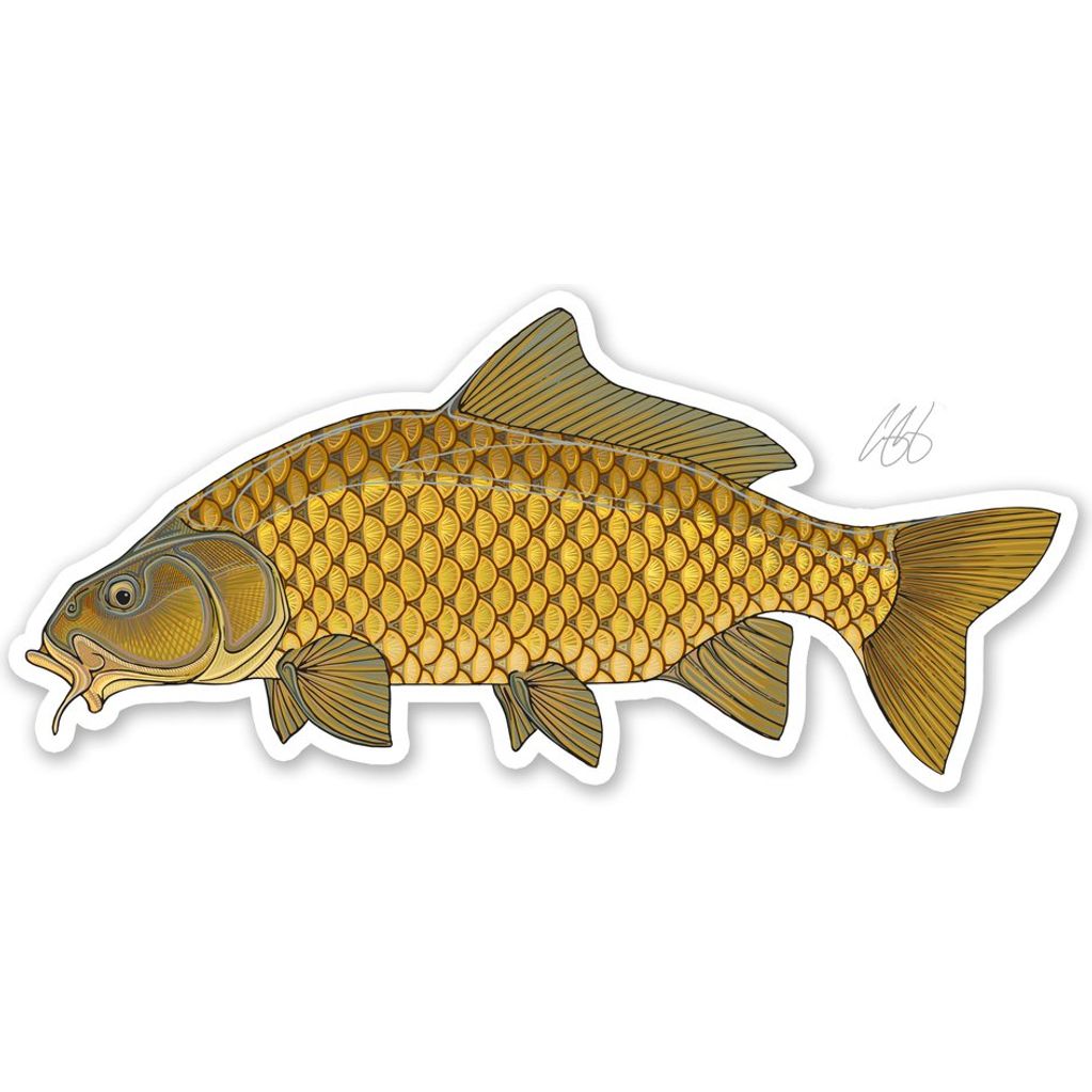 Common Carp Sticker – Madison River Fishing Company