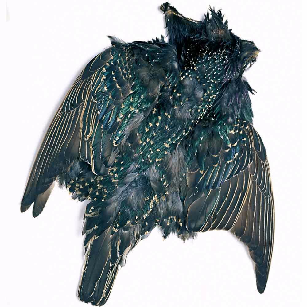 Starling Skin – Madison River Fishing Company