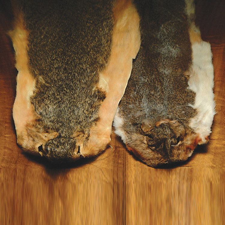 Squirrel Skin- Natural Pine – Madison River Fishing Company